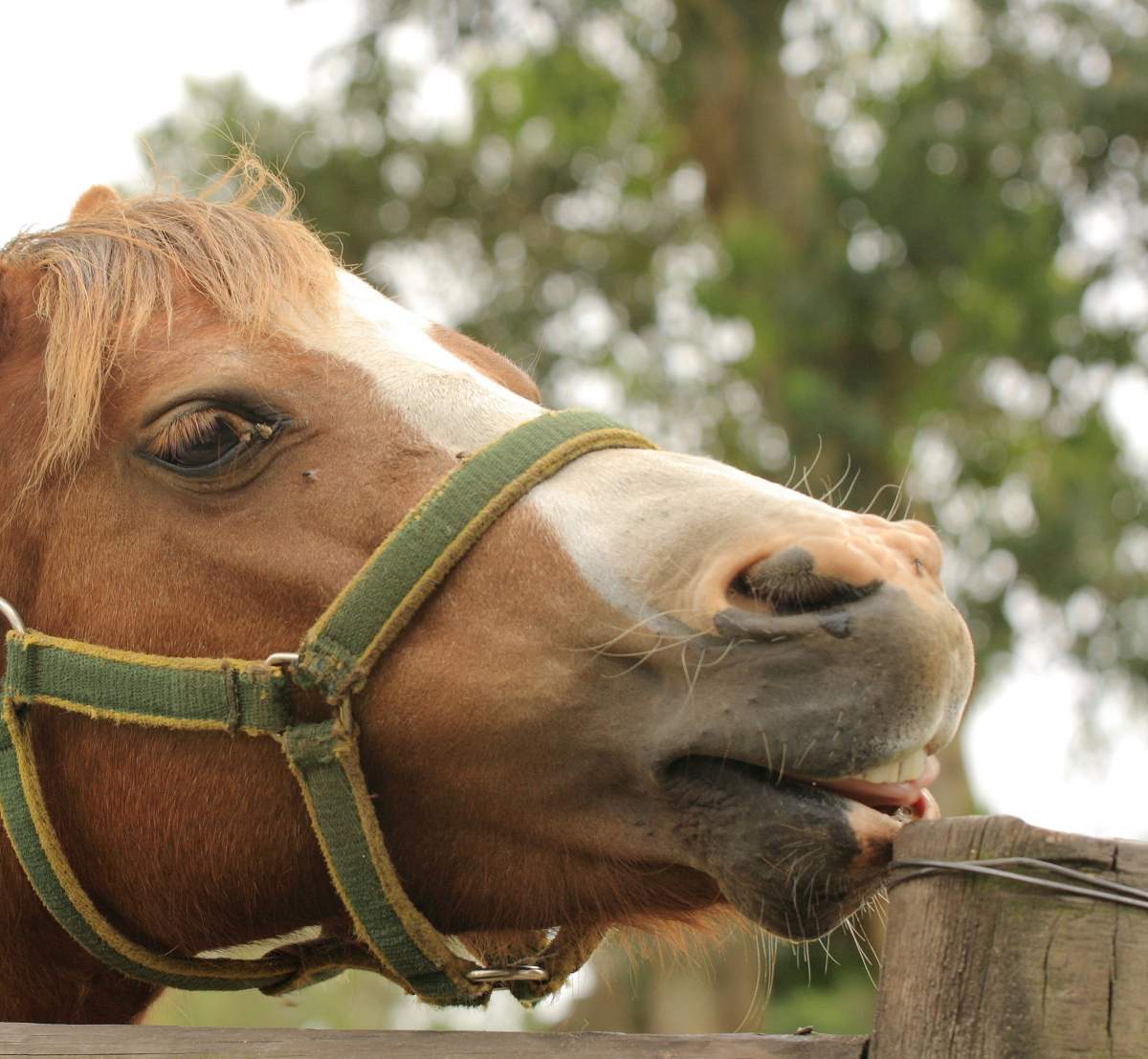 Signs of ulcers in horses - symptoms to watch out for